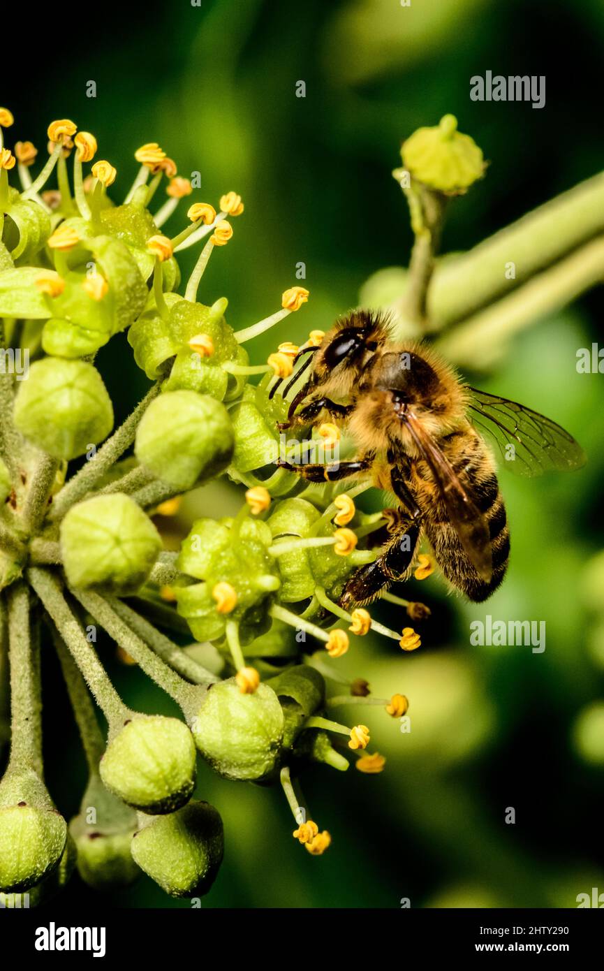 Bees and other insects essential for plant pollination are at risk from ...