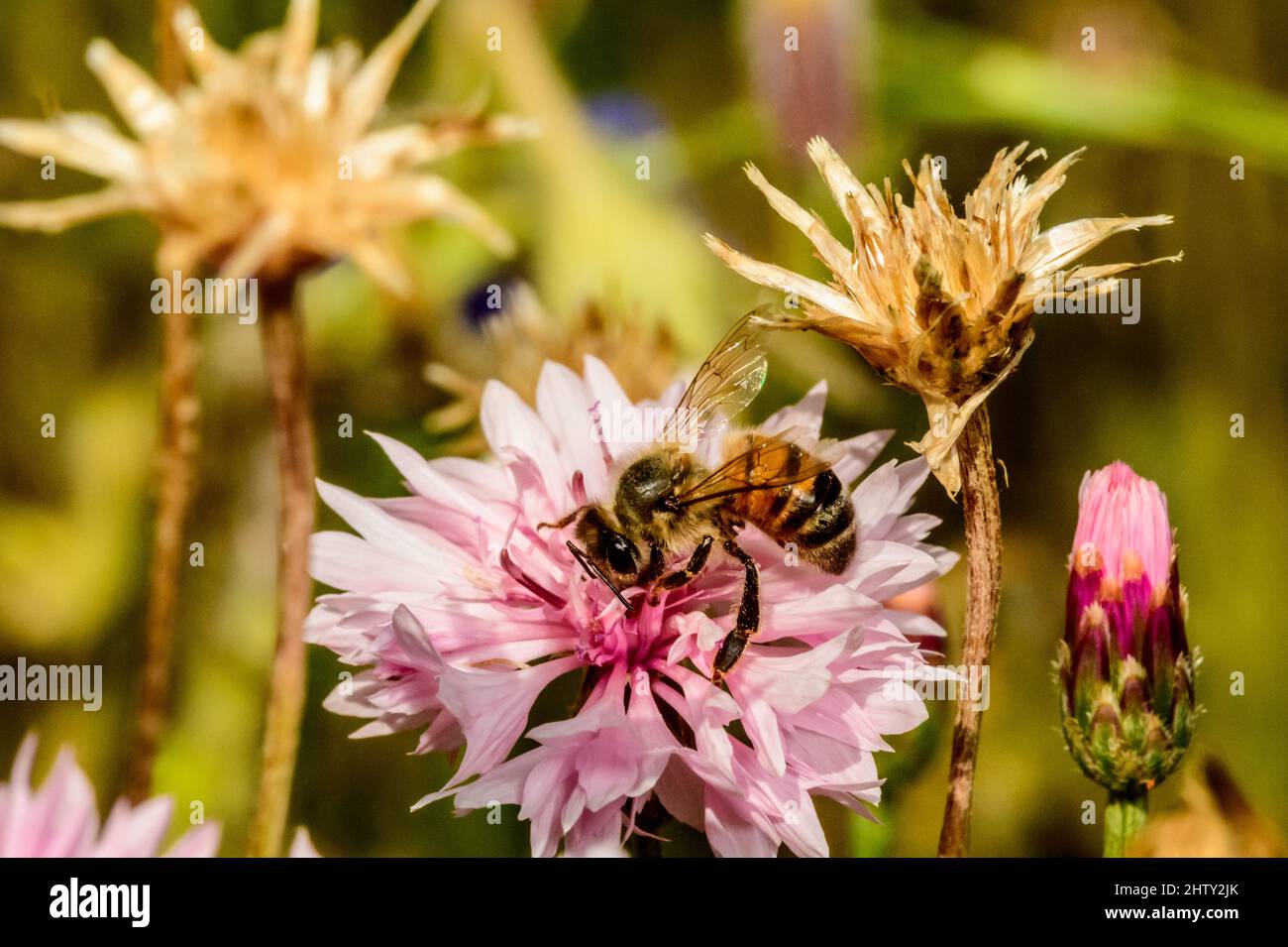 Bees and other insects essential for plant pollination are at risk from ...