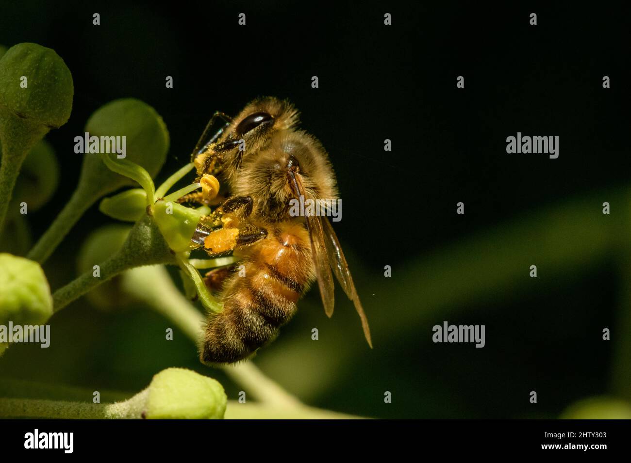 Bees and other insects essential for plant pollination are at risk from ...