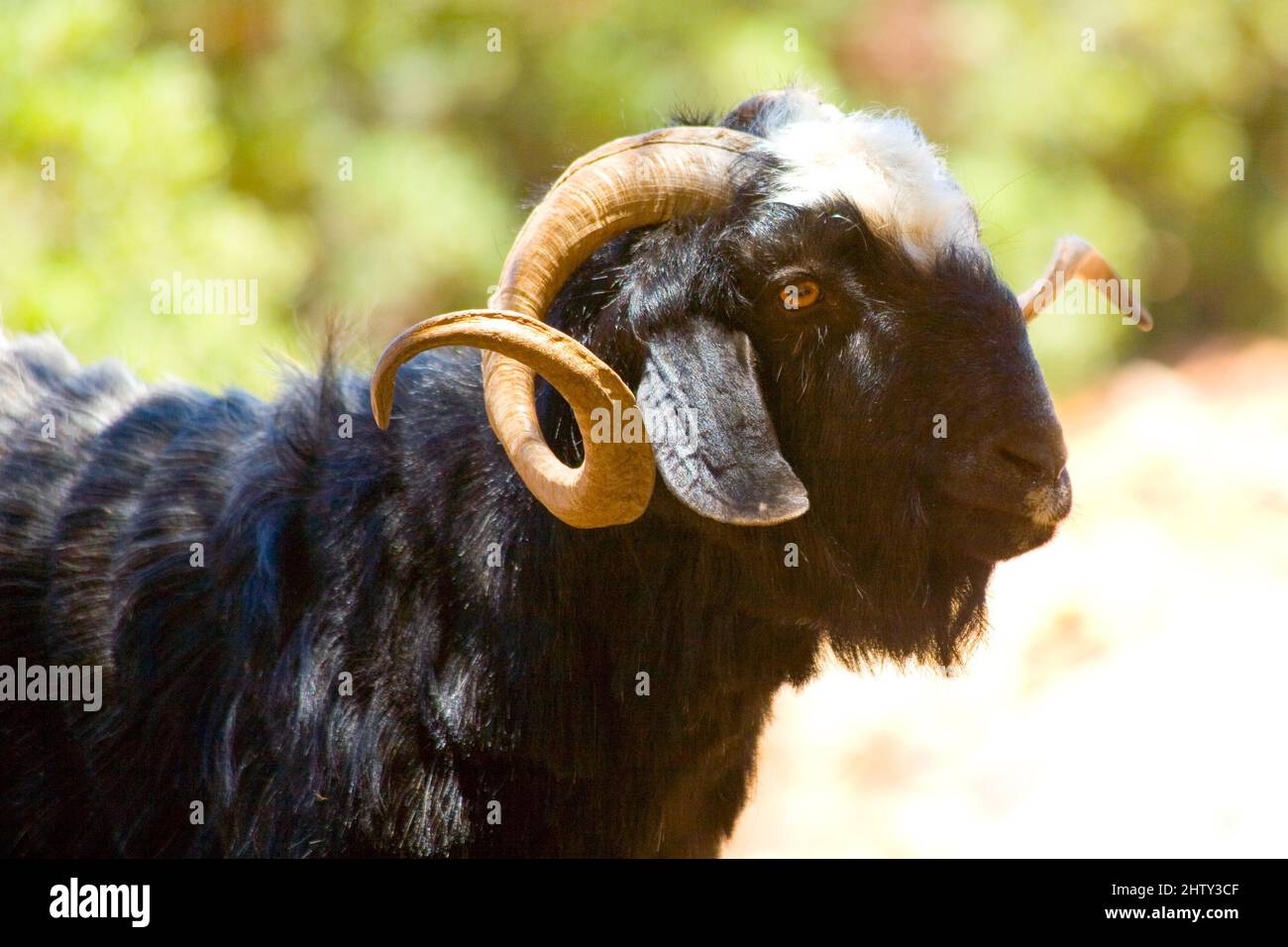Lycia turkey goats hi-res stock photography and images - Alamy