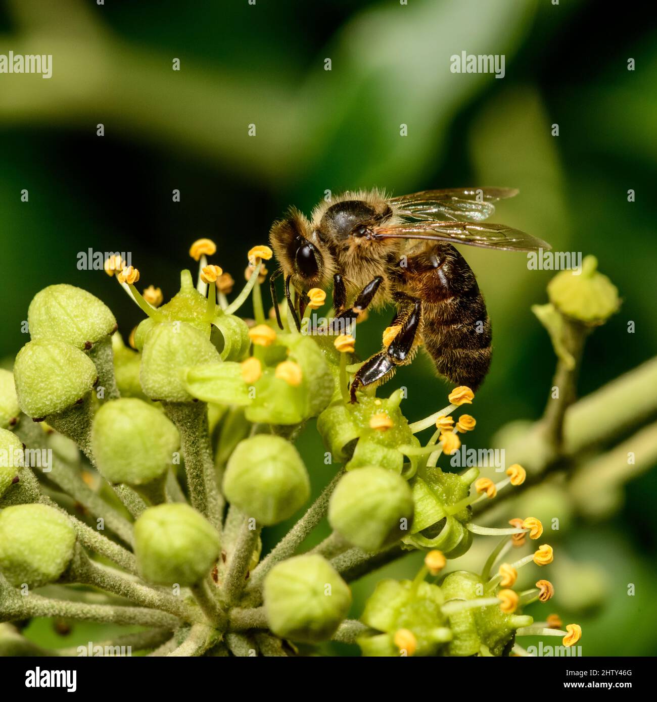 Bees and other insects essential for plant pollination are at risk from ...
