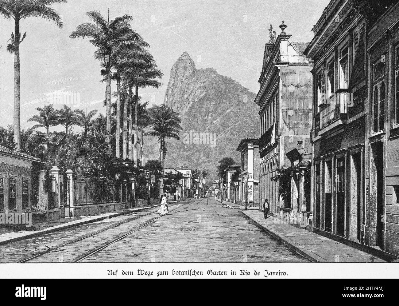 Botanical garden, tropics, street, footpath, palms, houses, colonial ...