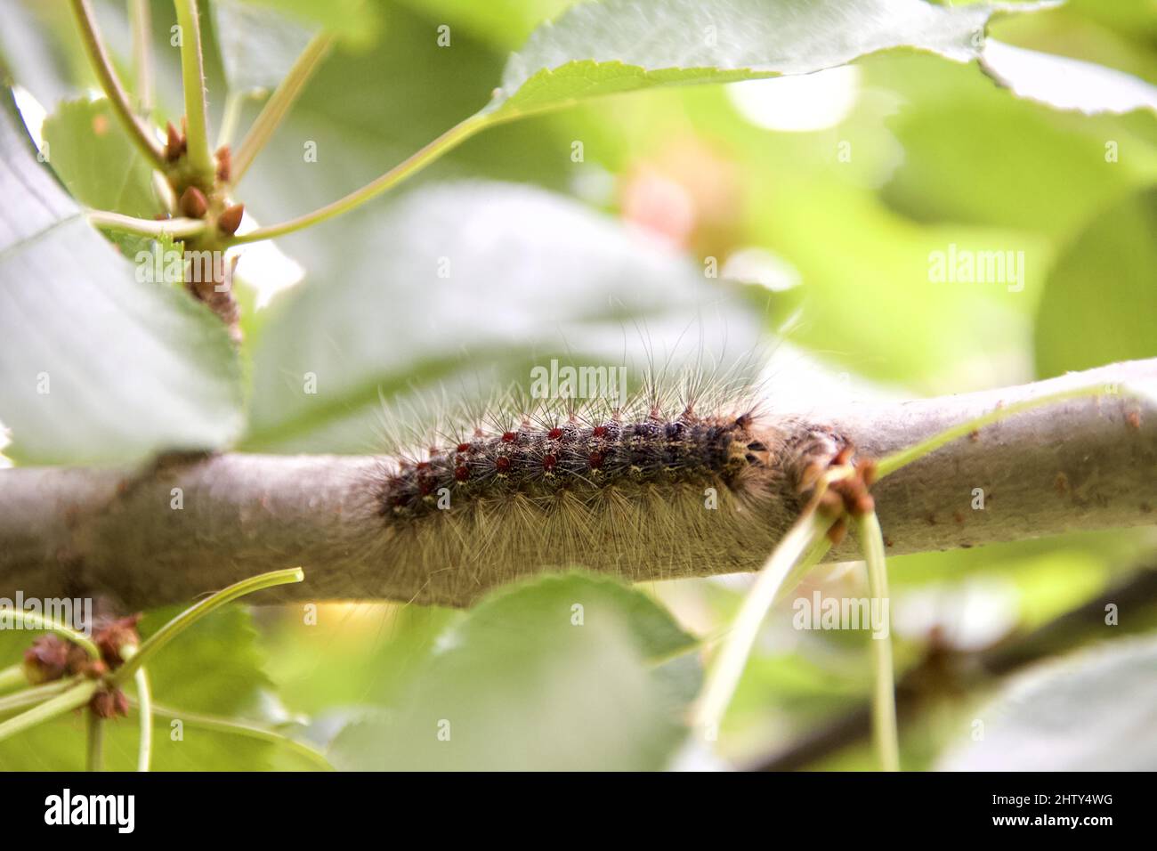 Gypsy moth larvae tree hi-res stock photography and images - Alamy