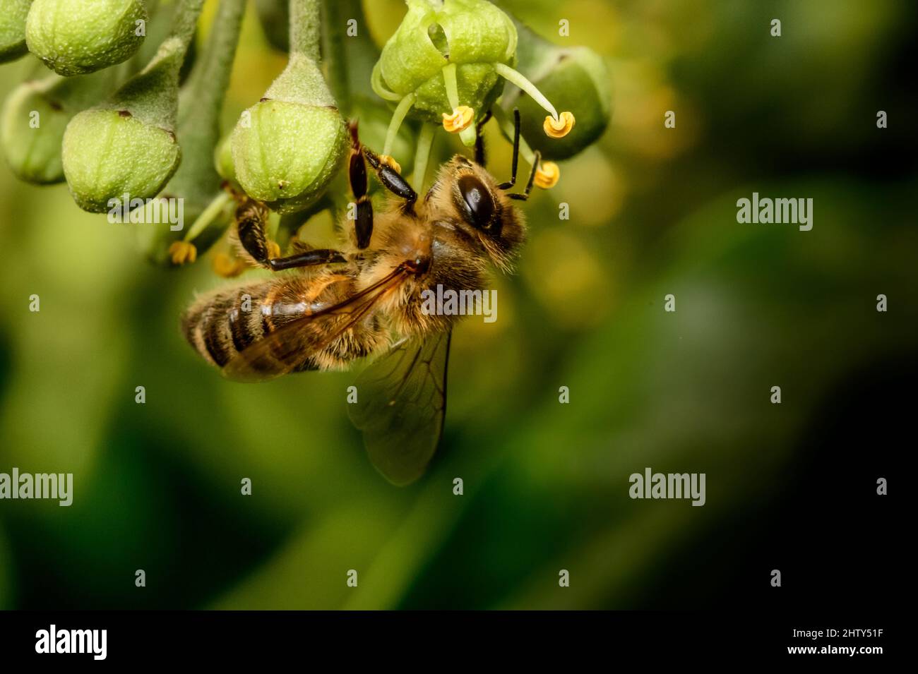 Bees and other insects essential for plant pollination are at risk from ...