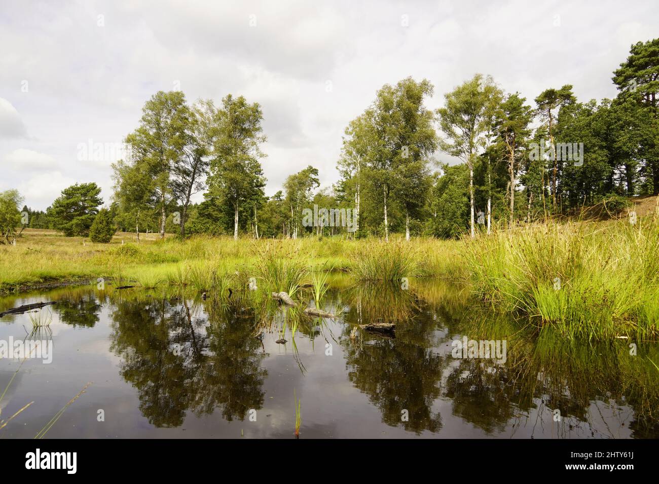Landscape with a pond of Weseler Heide nature reserve in Germany Stock ...