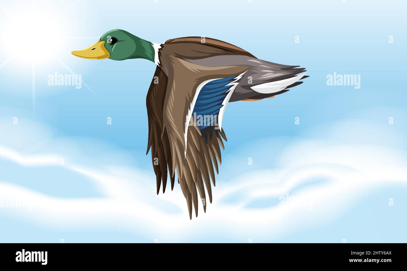 Duck flying in the sky illustration Stock Vector Image & Art - Alamy