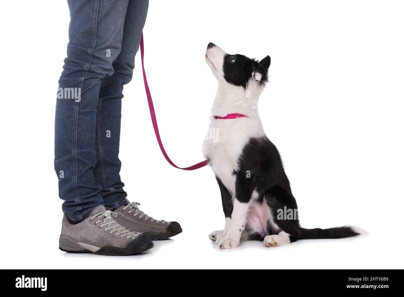 Young border colle dog with owner Stock Photo - Alamy