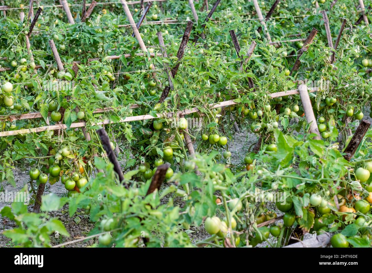 Tomato field hi-res stock photography and images - Alamy
