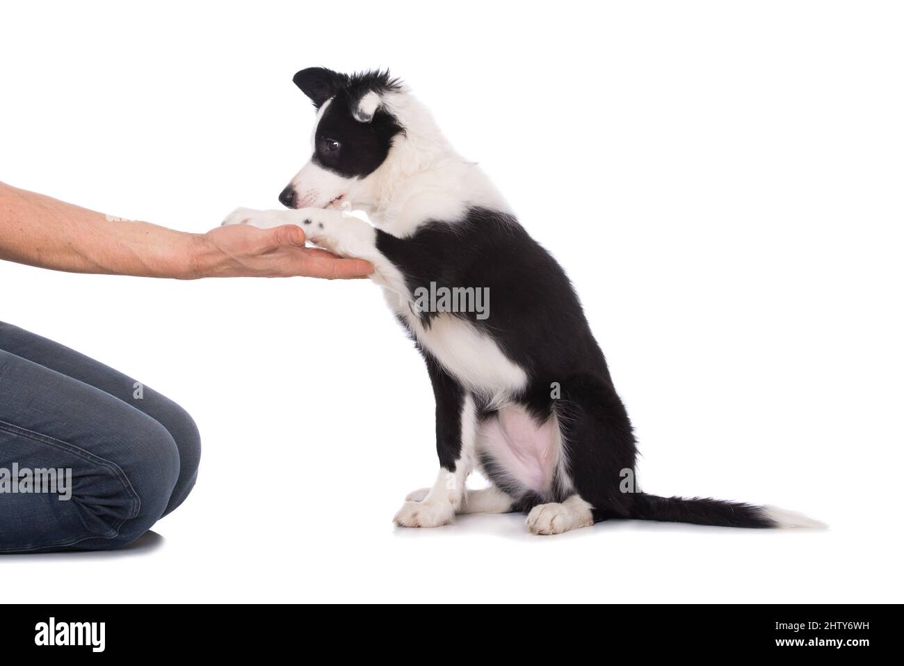 Young border collie dog give the paw Stock Photo - Alamy
