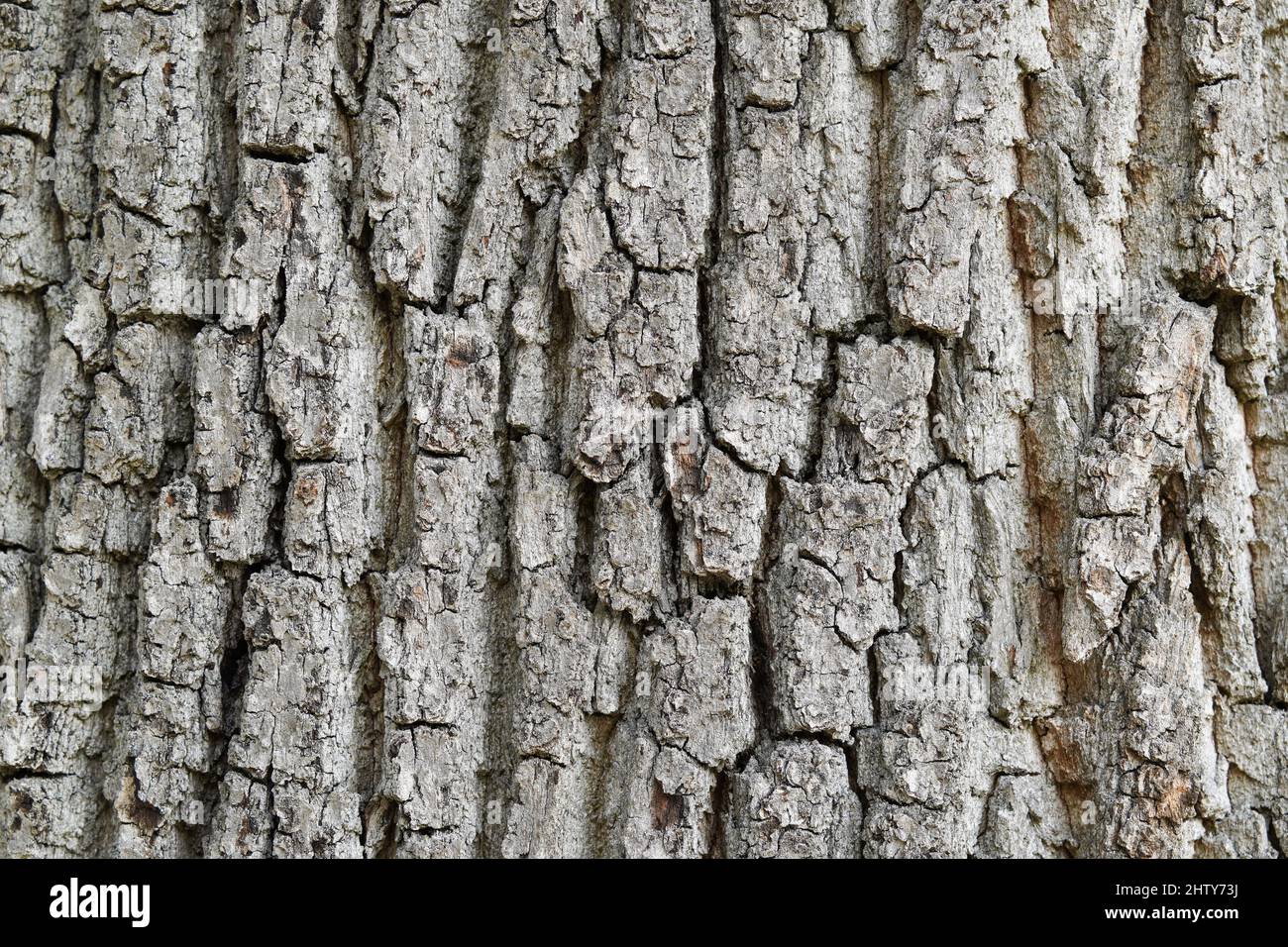 Closeup shot of the bark on a common oak tree-good for background or ...