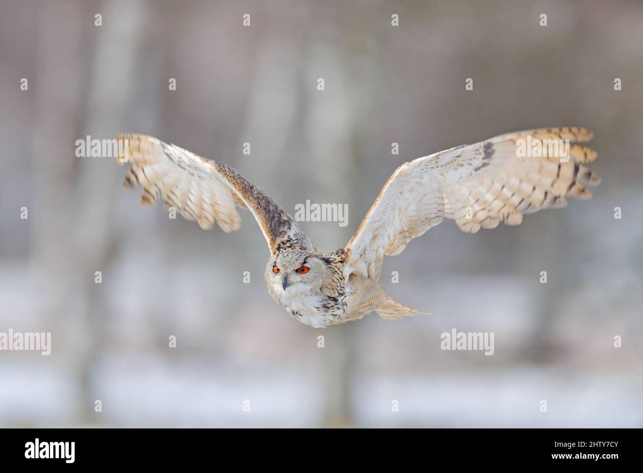 Flight of Eastern Siberian Eagle Owl. Birch tree with beautiful animal ...