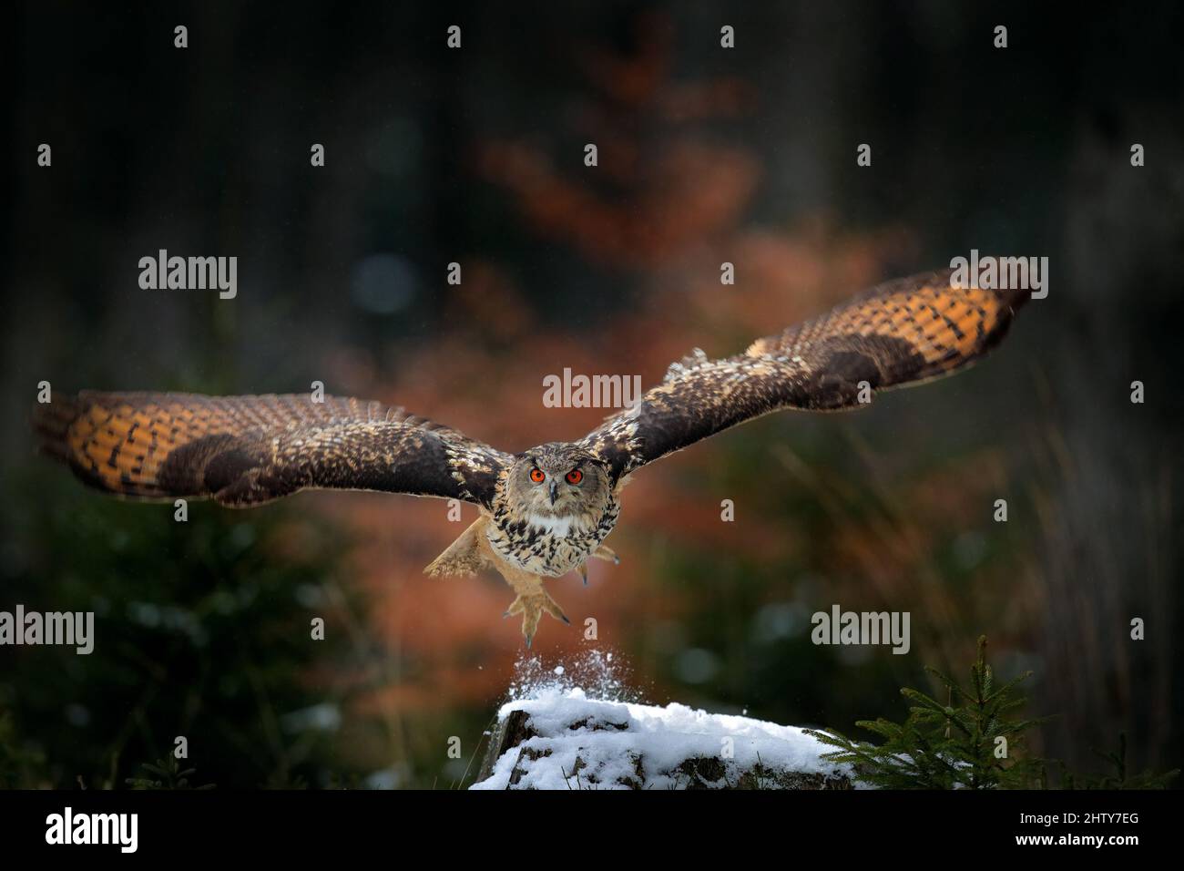 Beautiful owl flying from green hi-res stock photography and images - Alamy