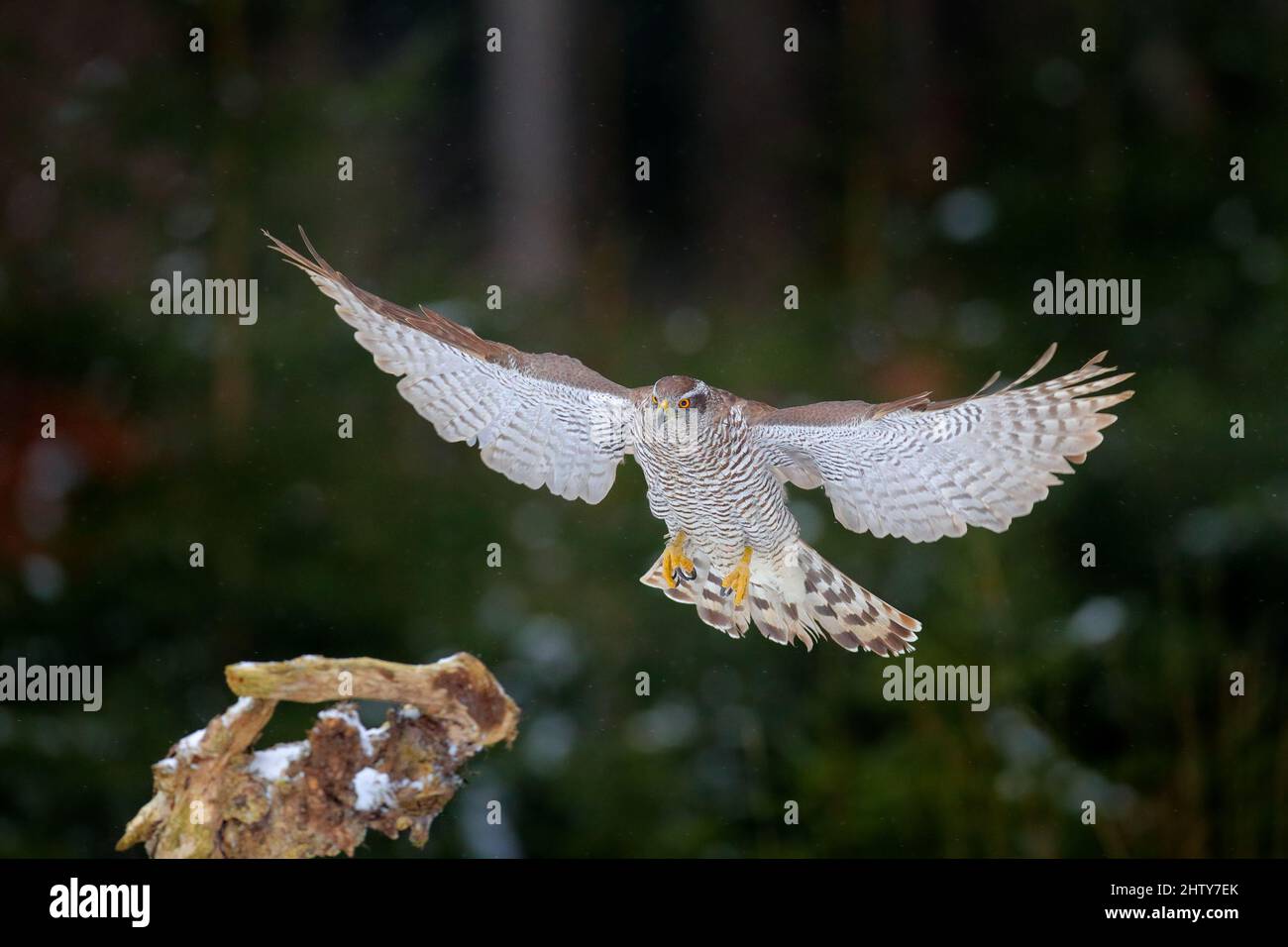 Goshawk flight, Germany. Northern Goshawk landing on spruce tree during ...