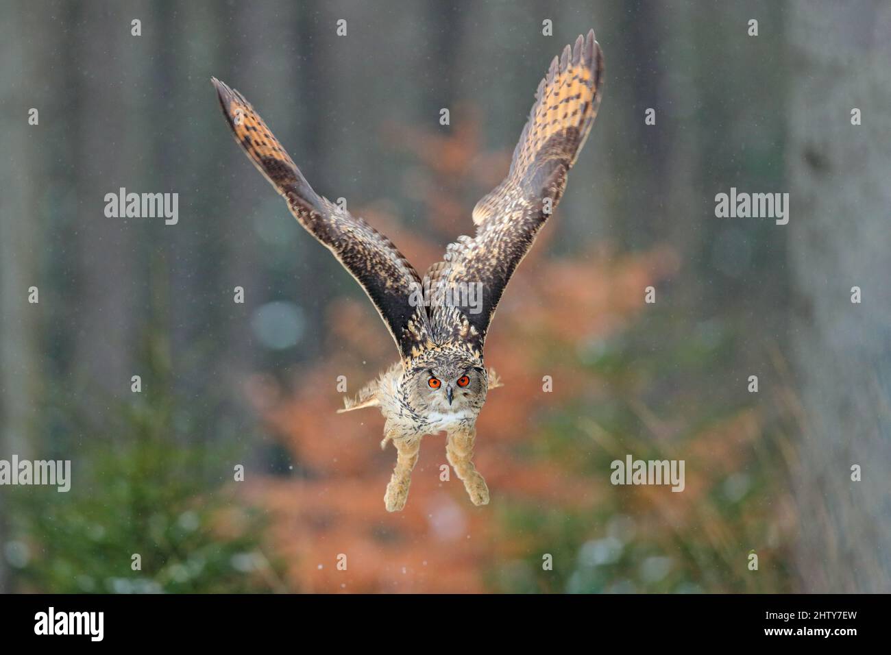 Eagle owl landing on snowy tree stump in forest. Flying Eagle owl with ...