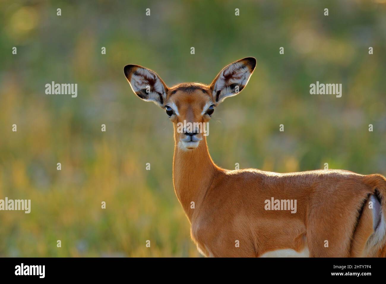 Antelope face portrait in the grass savannah, Okavango South Africa ...