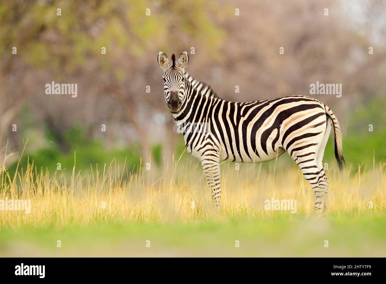 Botswana zebra migration hi-res stock photography and images - Alamy