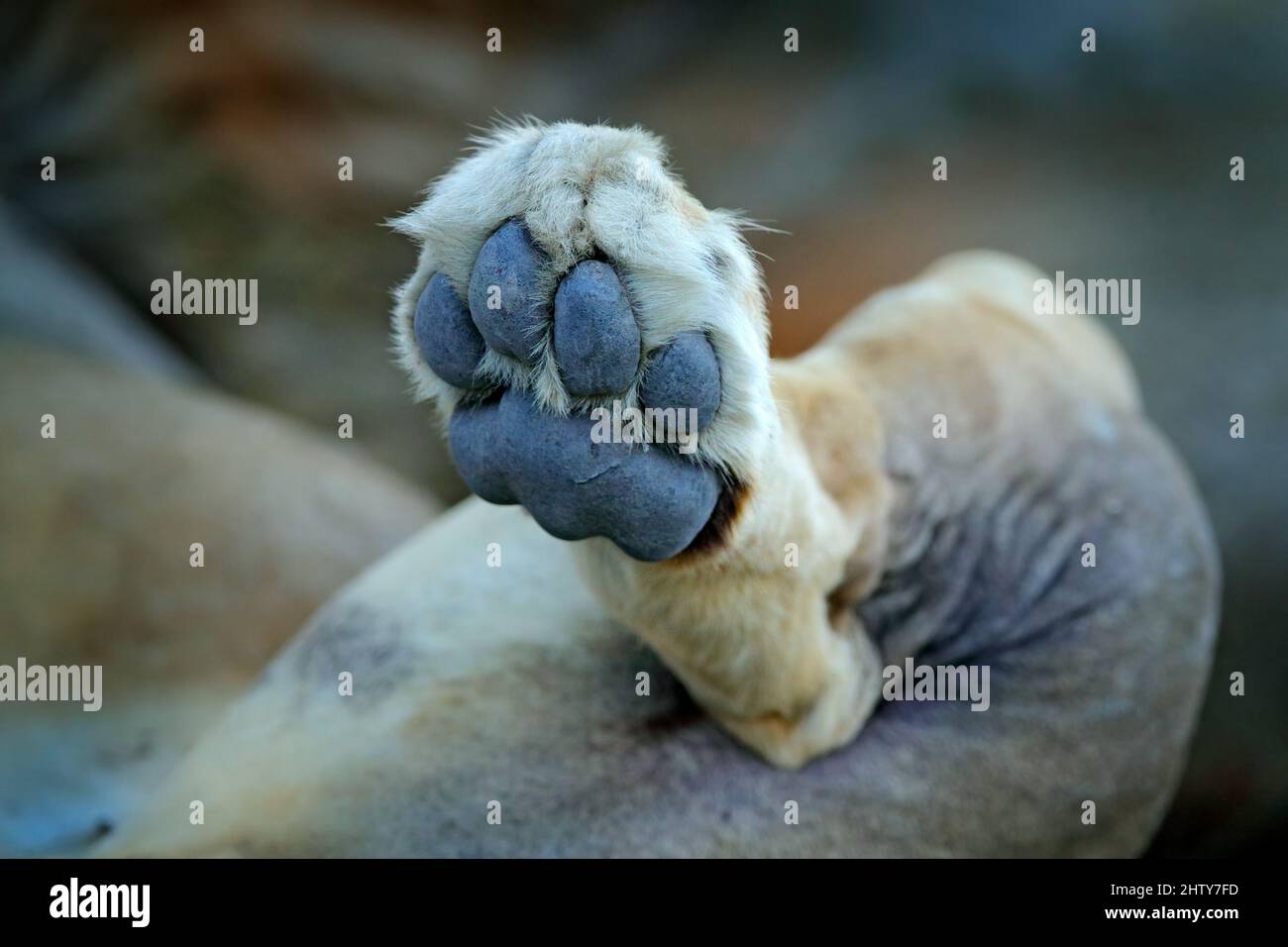 Lion paw. Detail leg foot of African lions, Panthera leo, detail of big ...