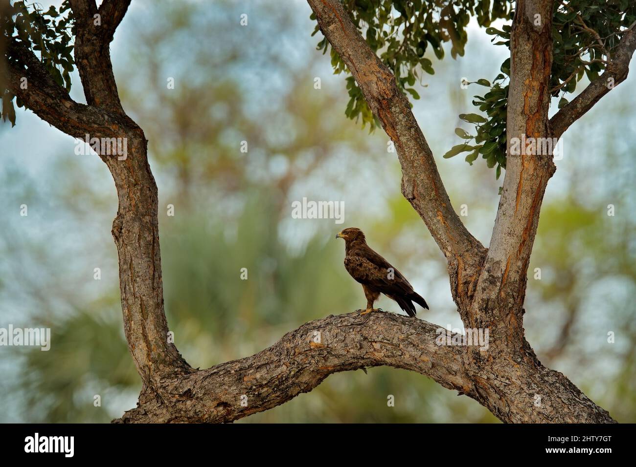 Black kite in Africa on the big tree. Milvus migrans, brown bird of ...