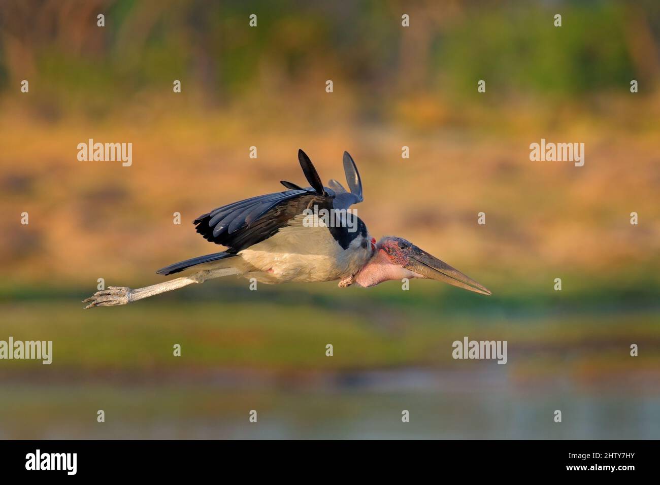 Marabu fly. Marabou stork, Leptoptilos crumenifer, evening light ...