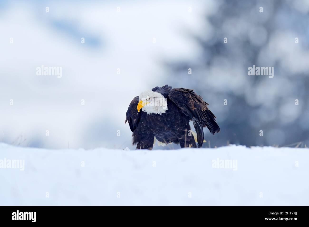 Bald Eagle, Haliaeetus leucocephalus, flying brown bird of prey with ...
