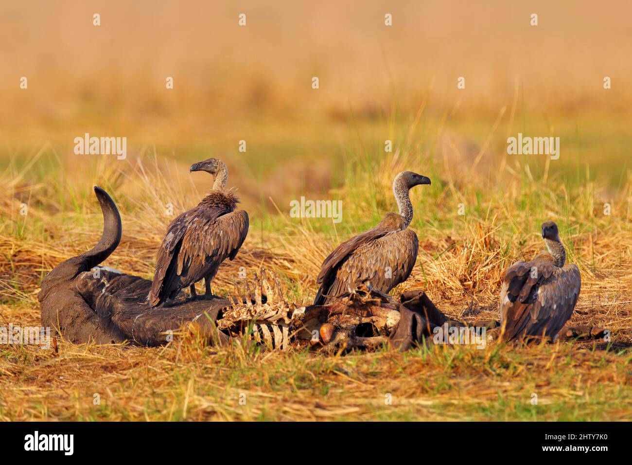 Vultures with bull carcass. White-backed vulture, Gyps africanus, in ...
