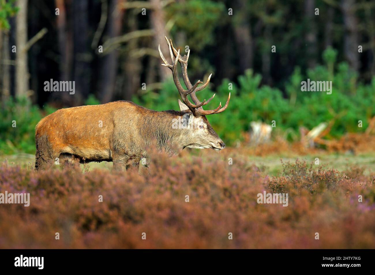 Red deer, rutting season, Netherlands. Big animal in forest habitat ...