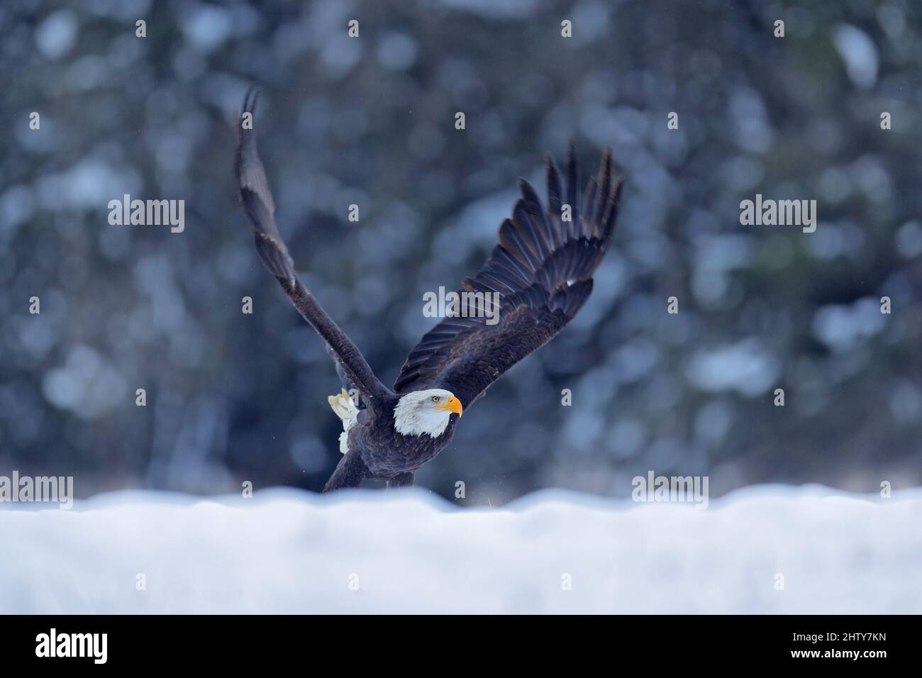 Bald Eagle, Haliaeetus leucocephalus, flying brown bird of prey with ...