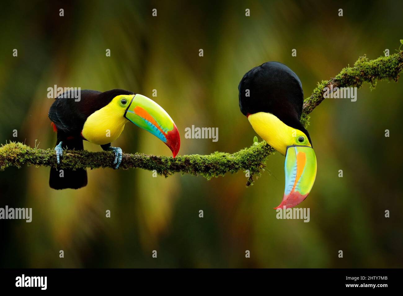 Keel-billed Toucan, Ramphastos sulfuratus, birds with big bill sitting ...