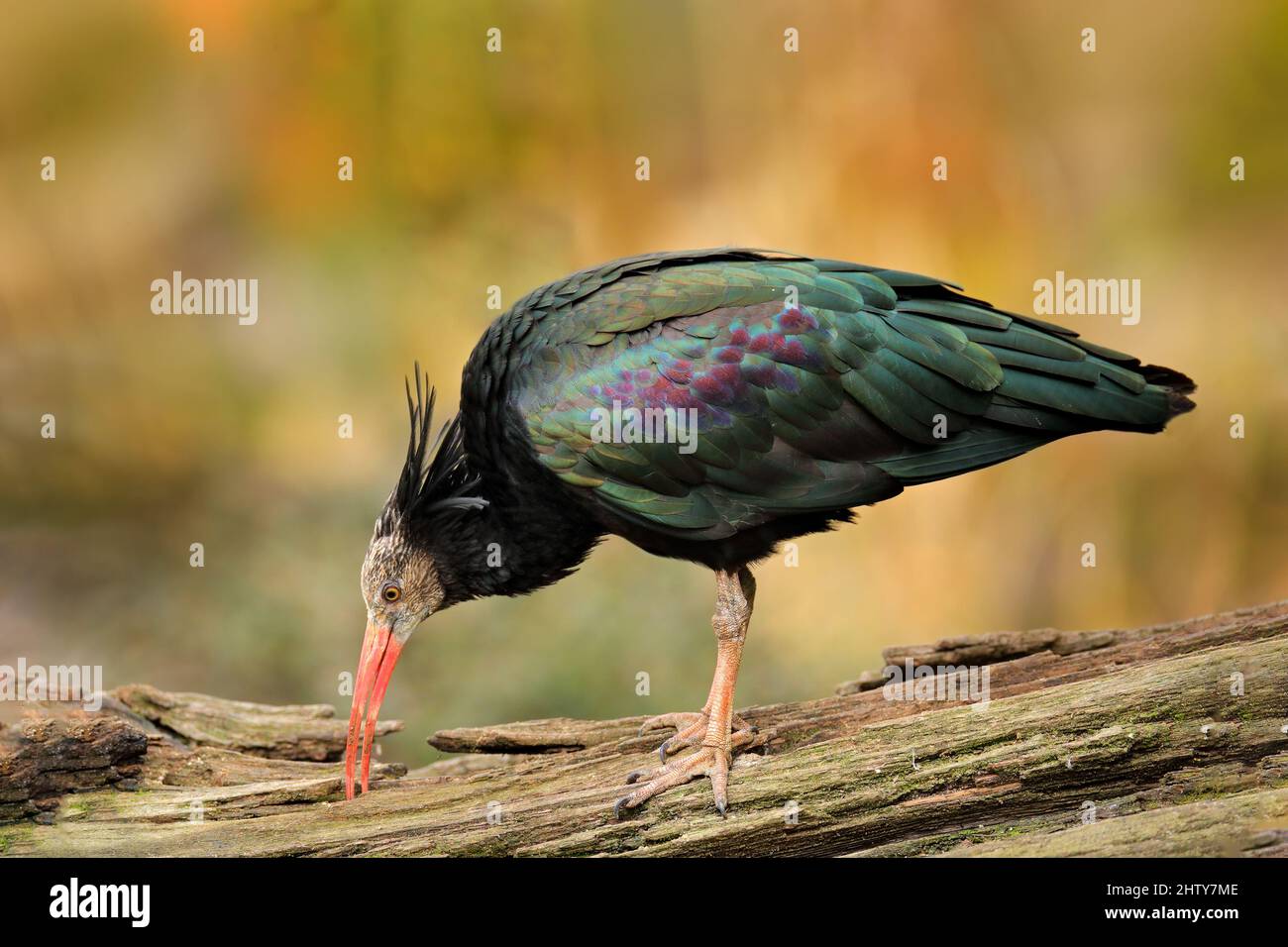 Bald Ibis, Geronticus eremita, exotic bird in the nature habitat ...