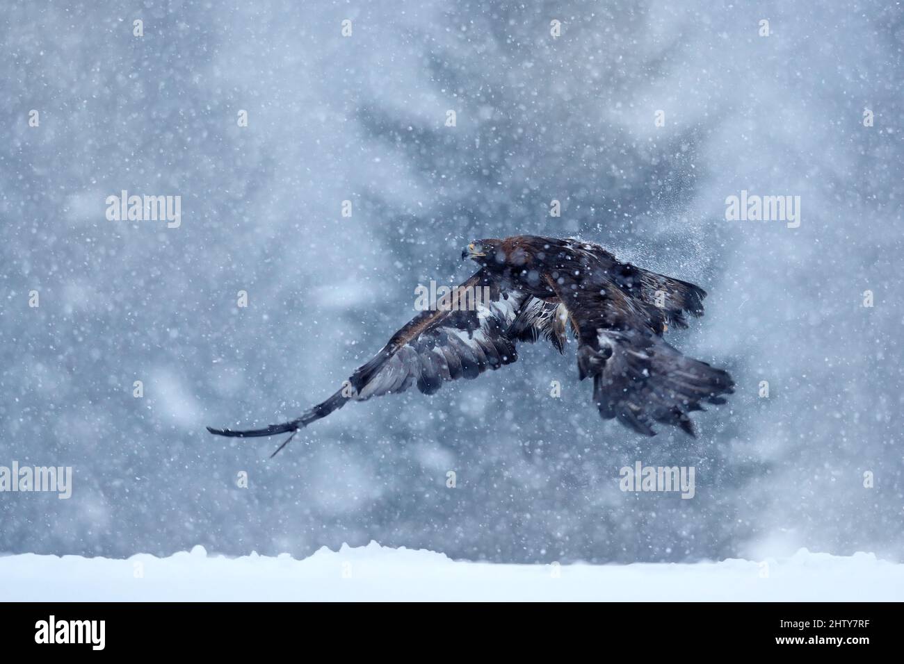 Golden eagle, snow flake fly. Snowy winter with eagle. Bird of prey ...