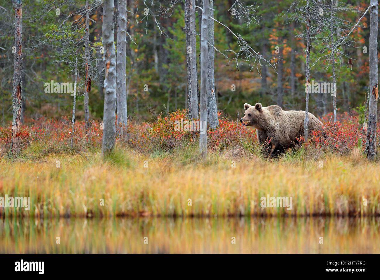 Bear in yellow forest. Autumn trees with bear. Beautiful brown bear ...