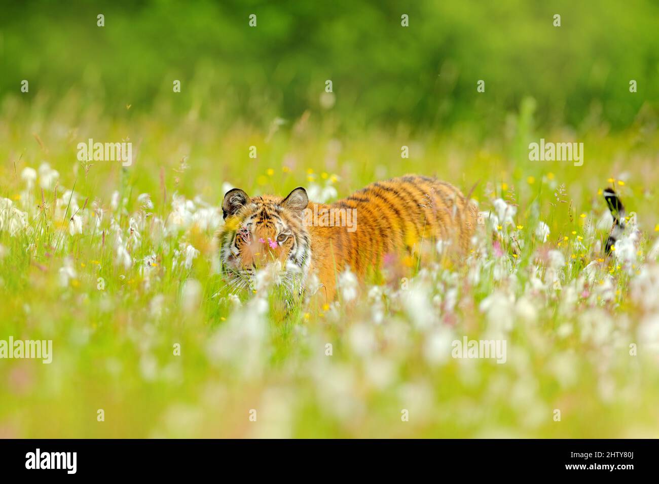 Amur tiger hunting in green white cotton grass. Dangerous animal, taiga ...