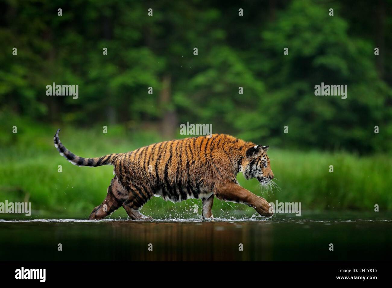 Taiga nature. Tiger walking in lake water. Dangerous animal, tajga ...
