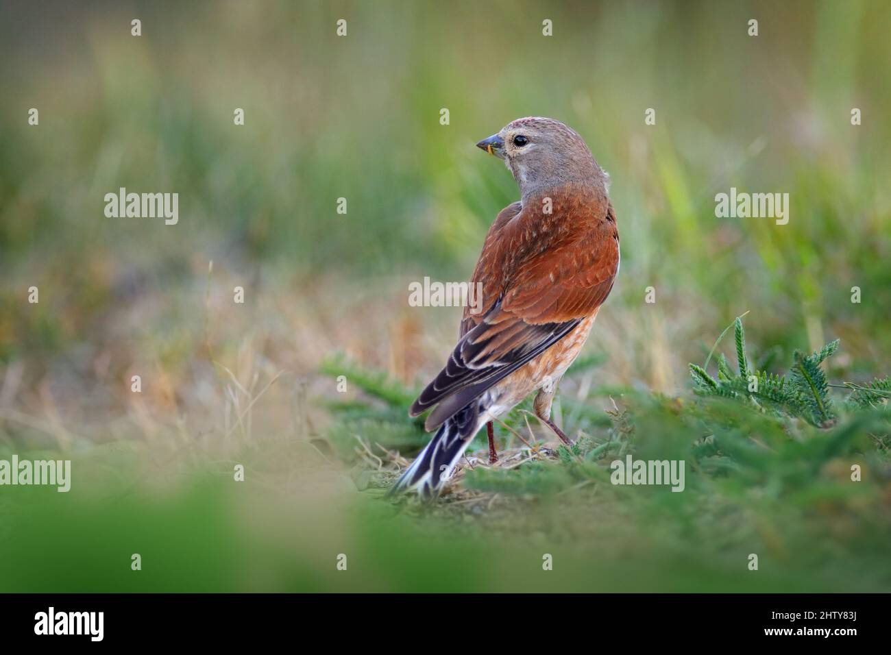 Carduelis cannabinam Common Linnet in the nature habitat. Brown Bird ...