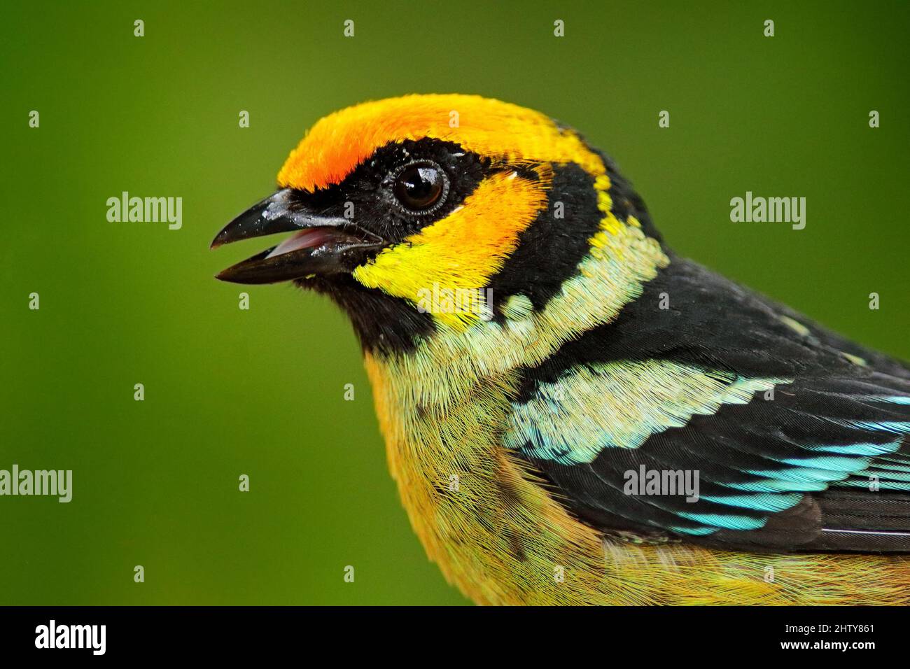 Flame-faced tanager, Tangara parzudakii, sitting on beautiful mossy ...