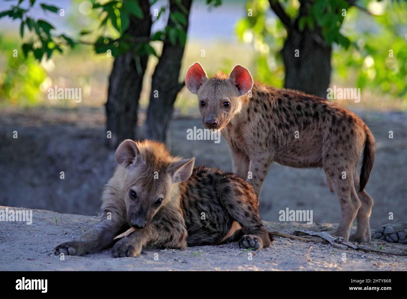 Angry hyena hi-res stock photography and images - Alamy