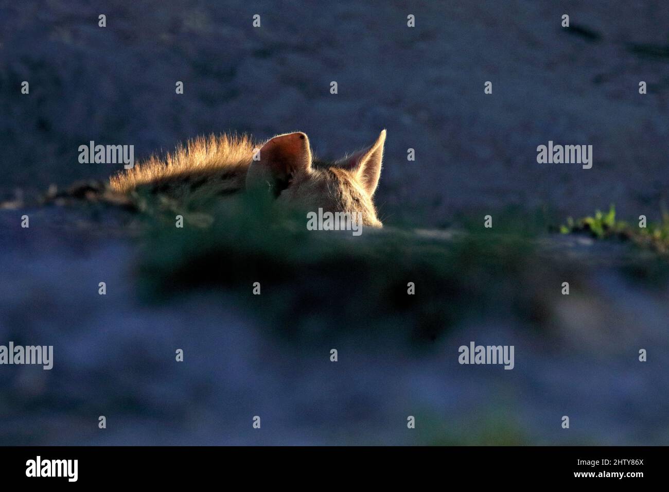 Young hidden hyena, evening sunset light. Hyena near the nest hole ...