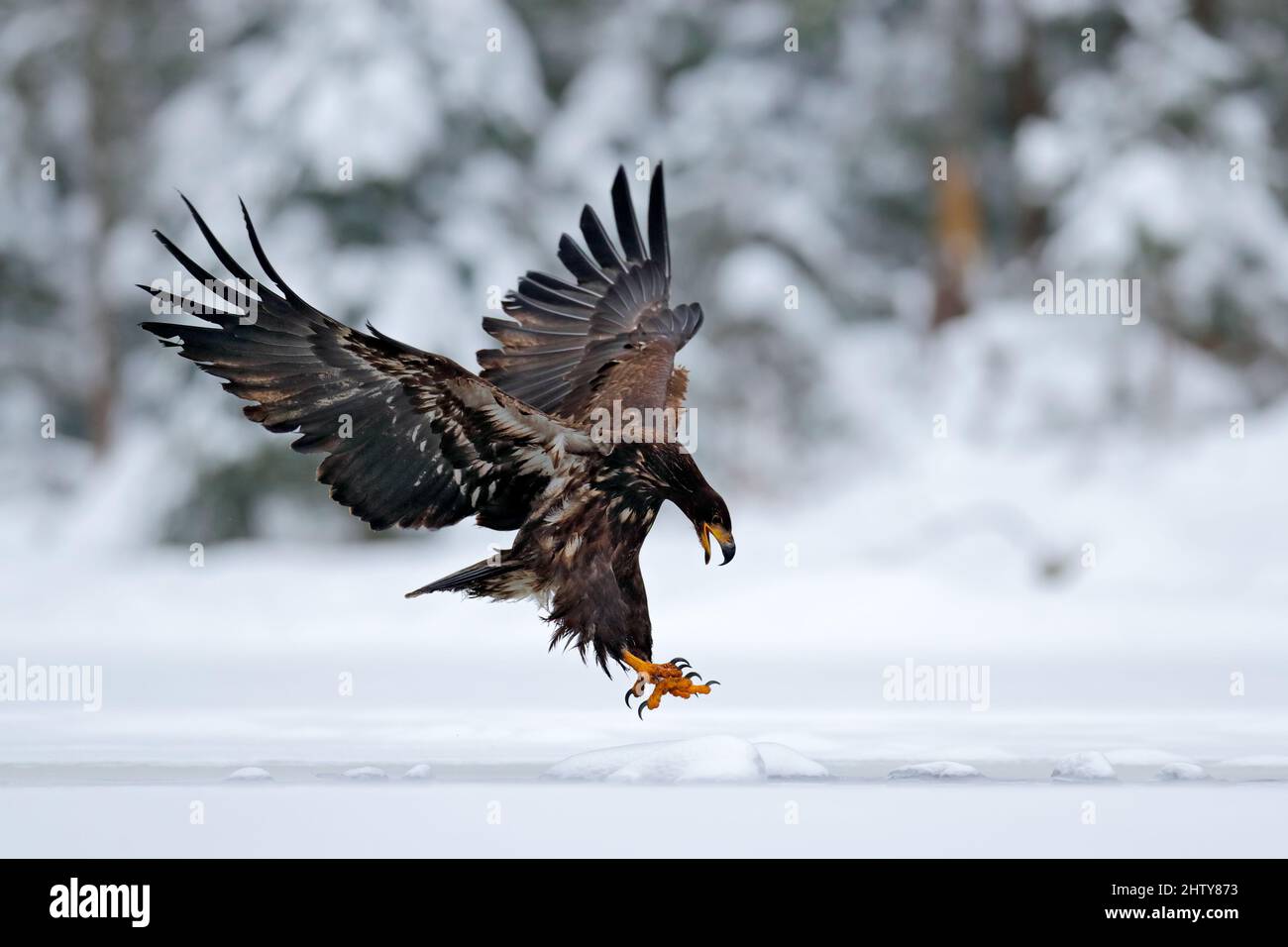 Golden Eagle in snow with killed hare, snow in the forest during winter ...