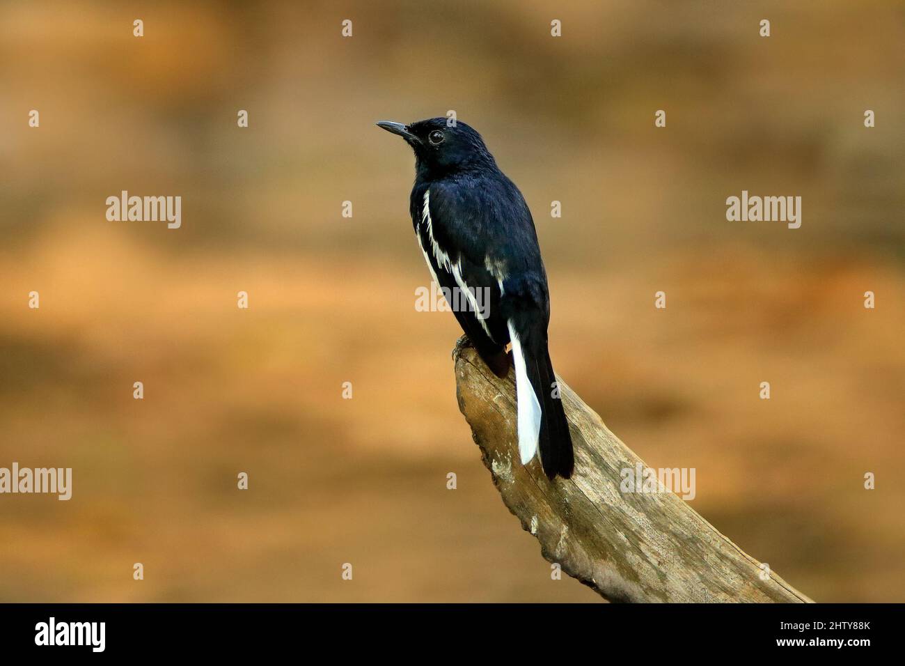 Oriental magpie-robin, Copsychus saularis, small black and white ...