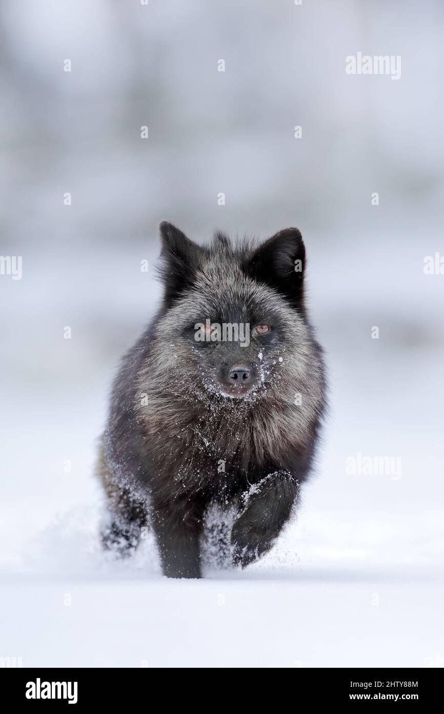 Black silver fox, vulpes vultes, rare form. Black animal in white snow ...