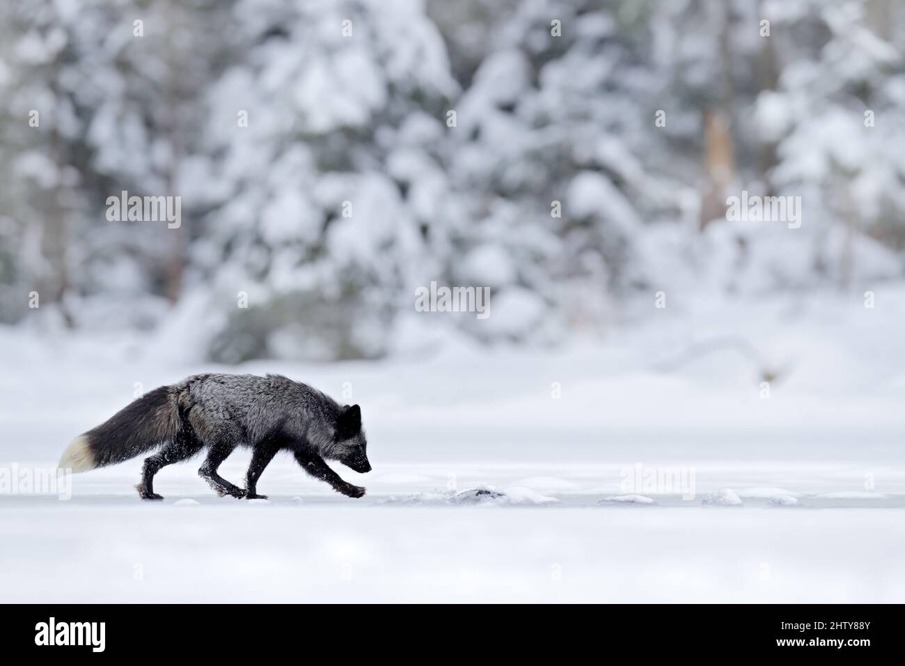 Black silver fox, vulpes vultes, rare form. Black animal in white snow ...