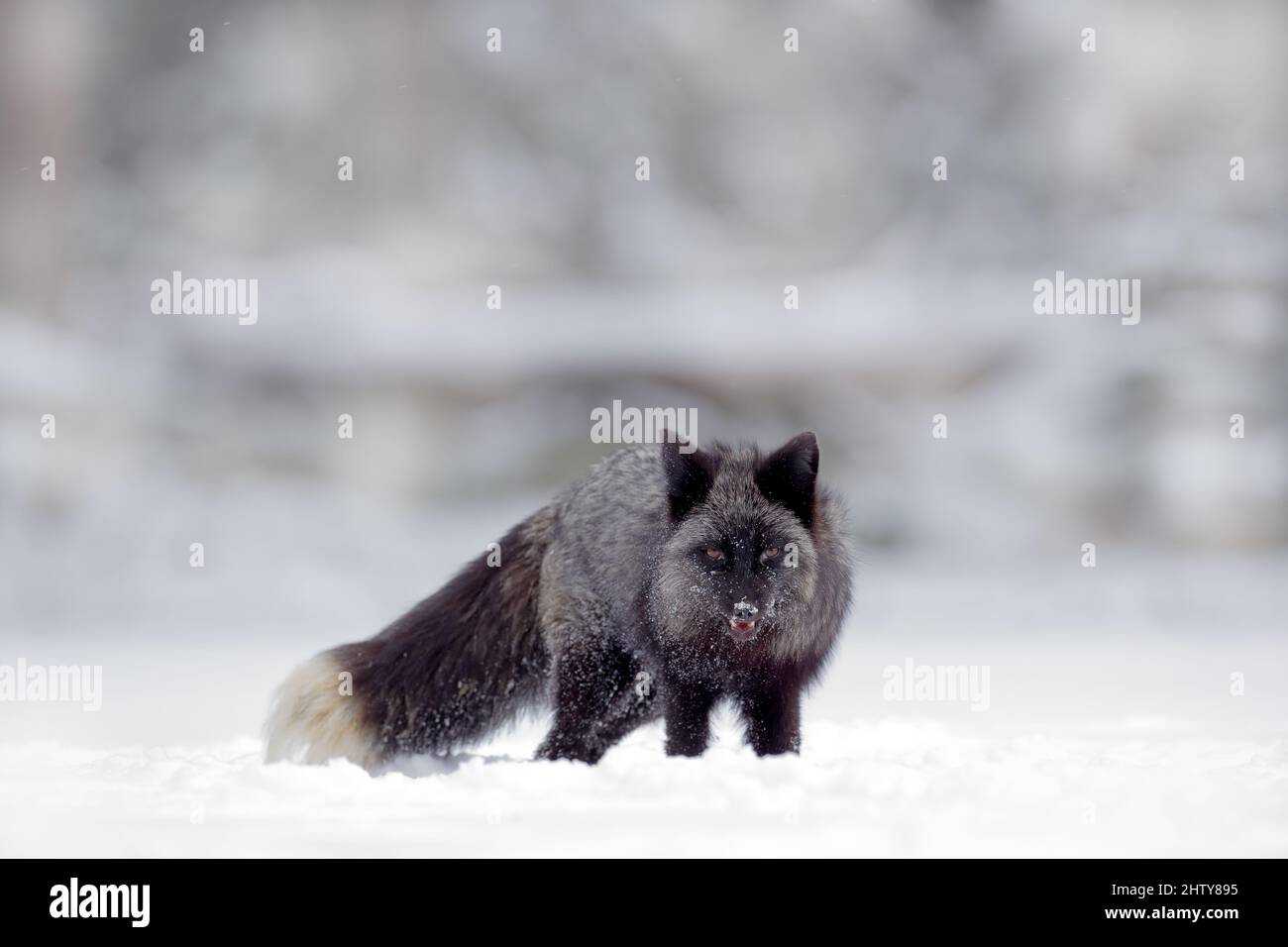 Black silver fox, vulpes vultes, rare form. Black animal in white snow ...