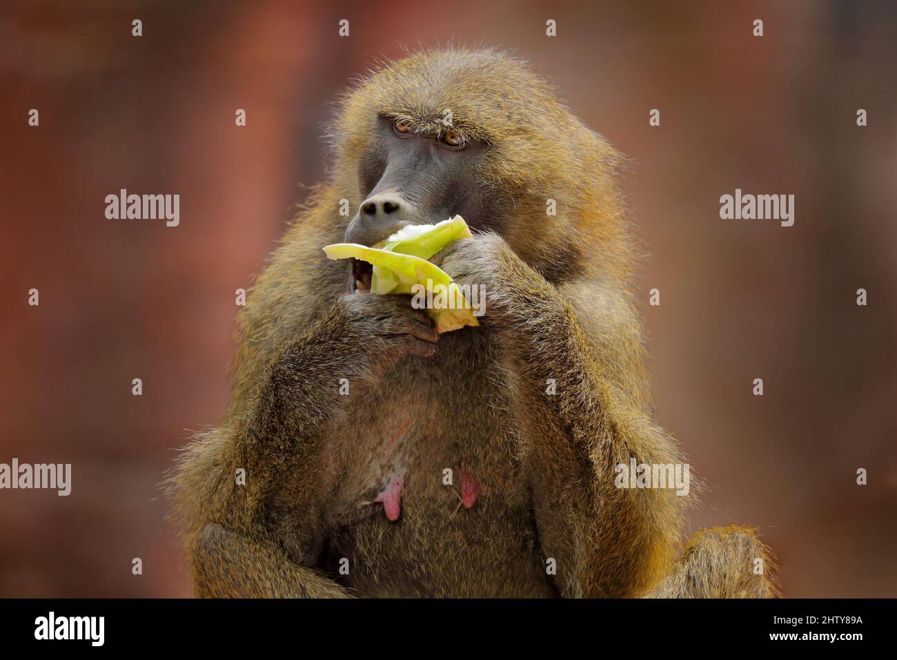 Papio species hi-res stock photography and images - Alamy
