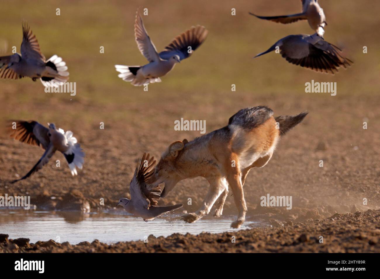 Jackal hunting birds near the waterhole, Polentswa, Botswana in Africa ...