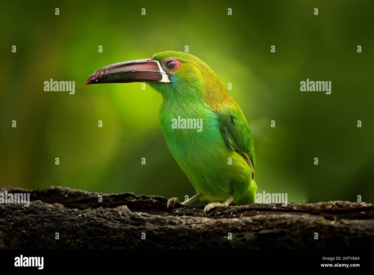 Crimson-rumped Toucanet, Aulacorhynchus haematopygus, green and red ...