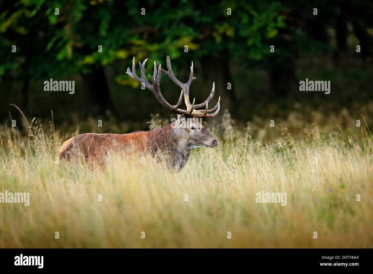 Red deer stag, majestic powerful adult animal outside autumn forest ...