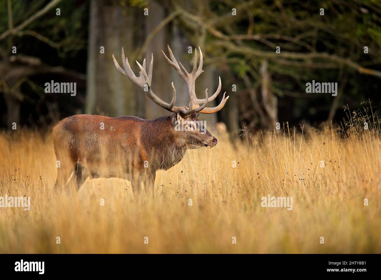 Red deer stag, majestic powerful adult animal outside autumn forest ...