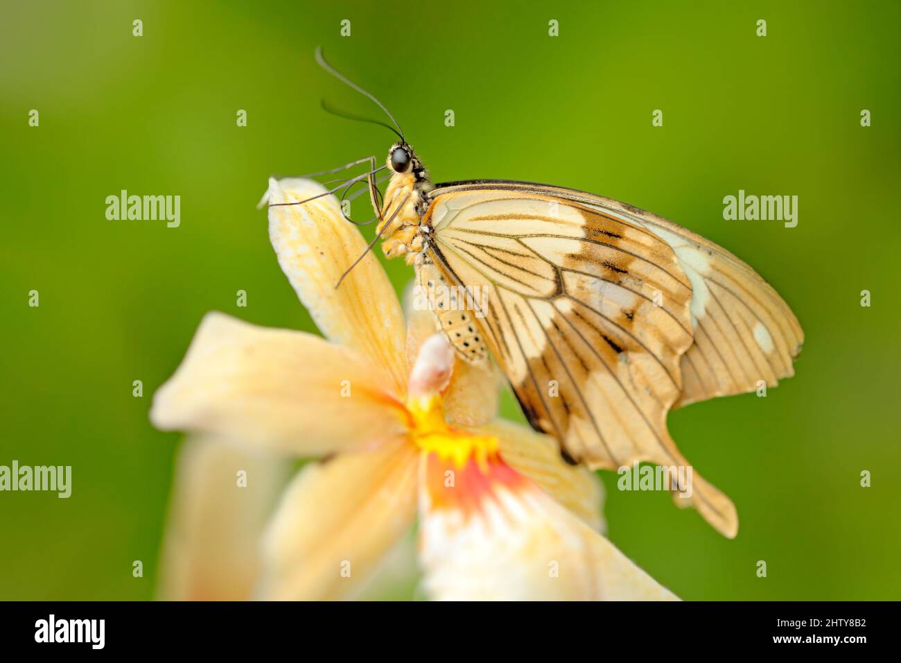 African swallowtail hi-res stock photography and images - Alamy
