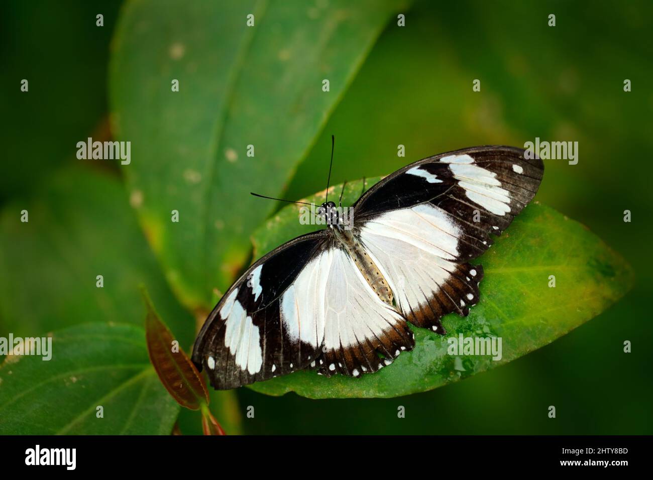 African swallowtail hi-res stock photography and images - Alamy