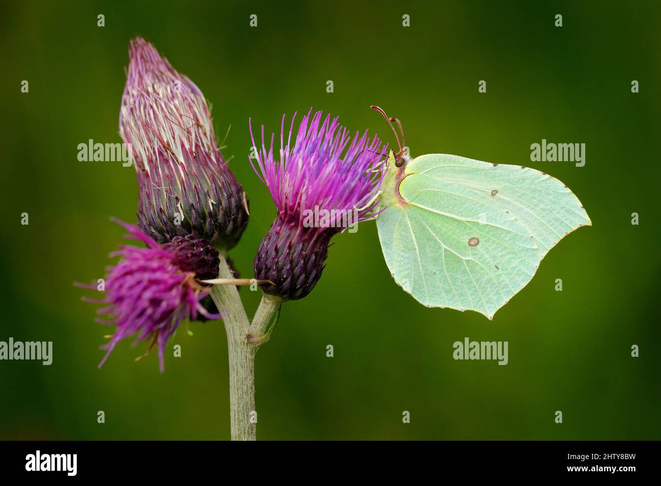 Gonepteryx rhamni, Common Brimstone, light white green butterfly on the ...
